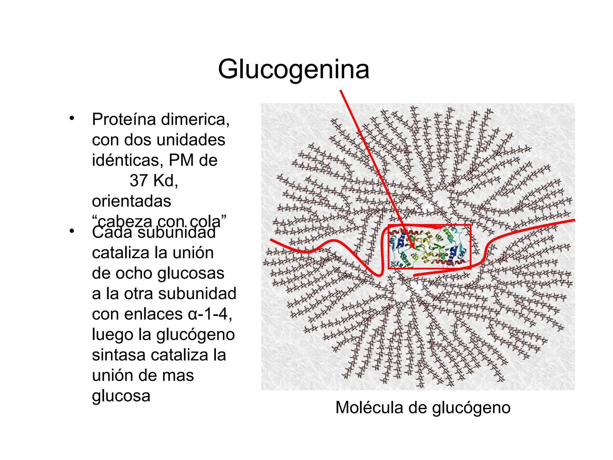 2020 141 Metabolismo del glucogeno. pdf. | PPT