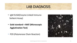 leptospirosis; epidemiology, prevention and control | PPTX