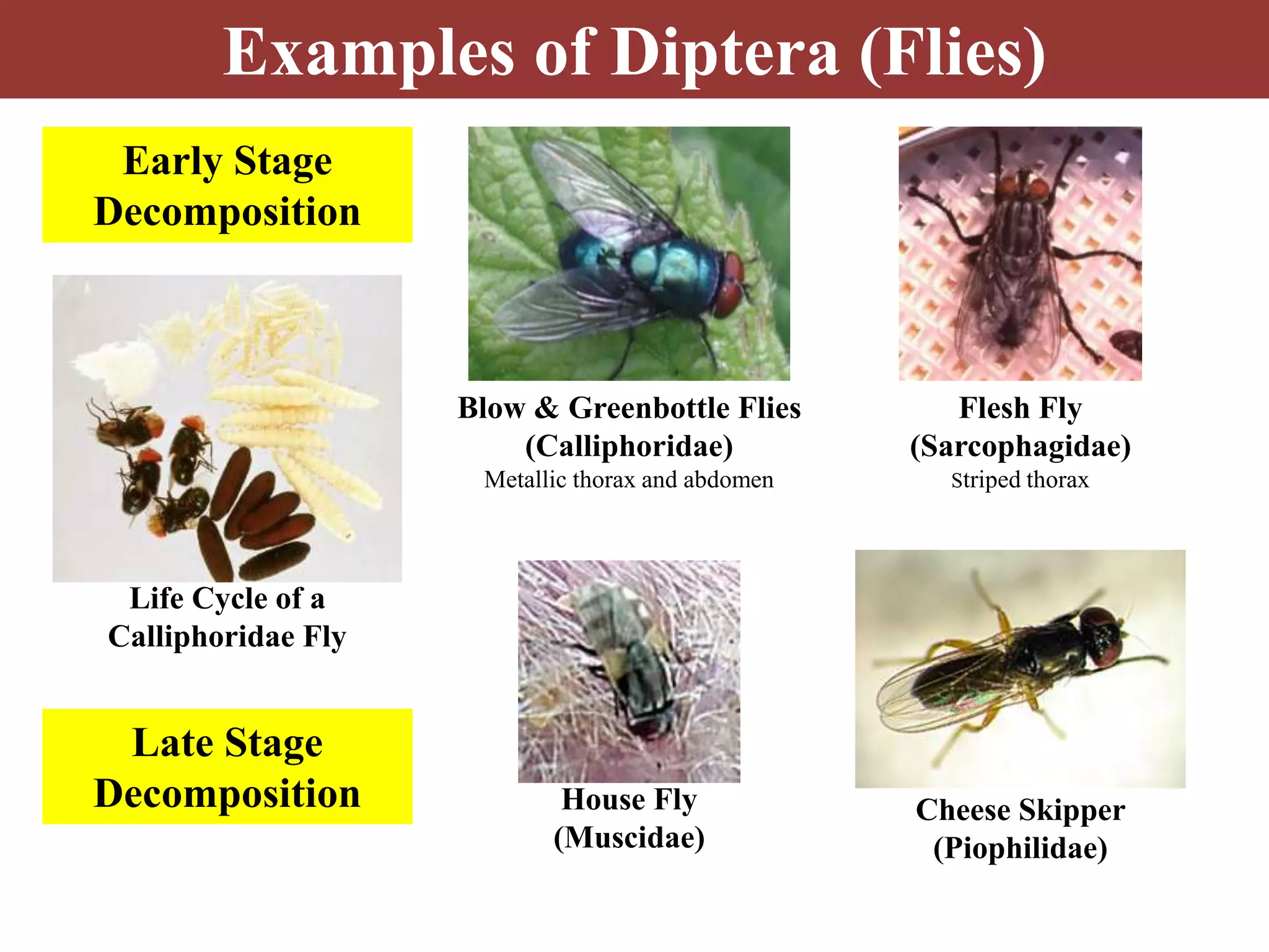 Forensic entomology | PPTX