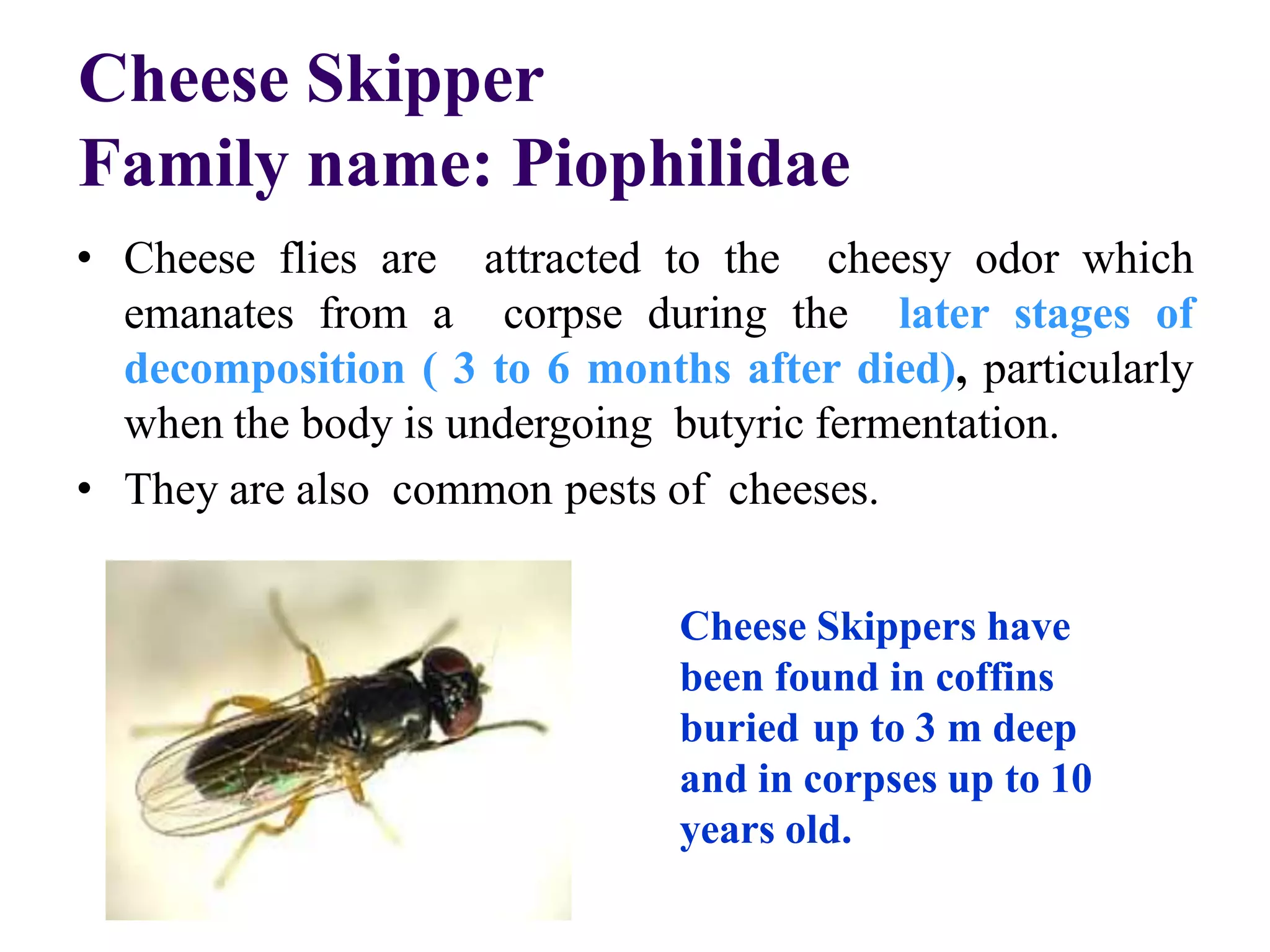 Forensic entomology | PPTX