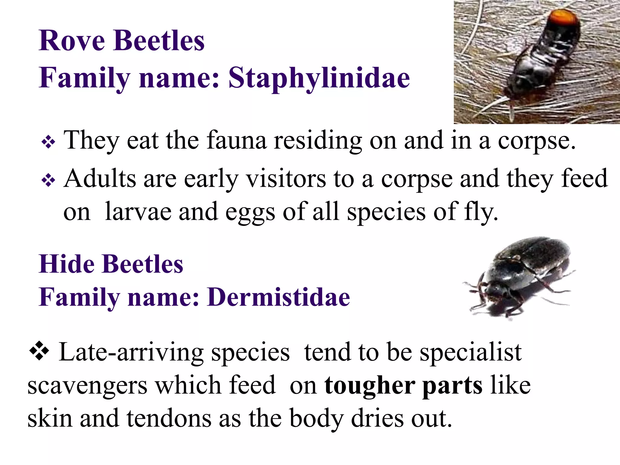 Forensic entomology | PPTX