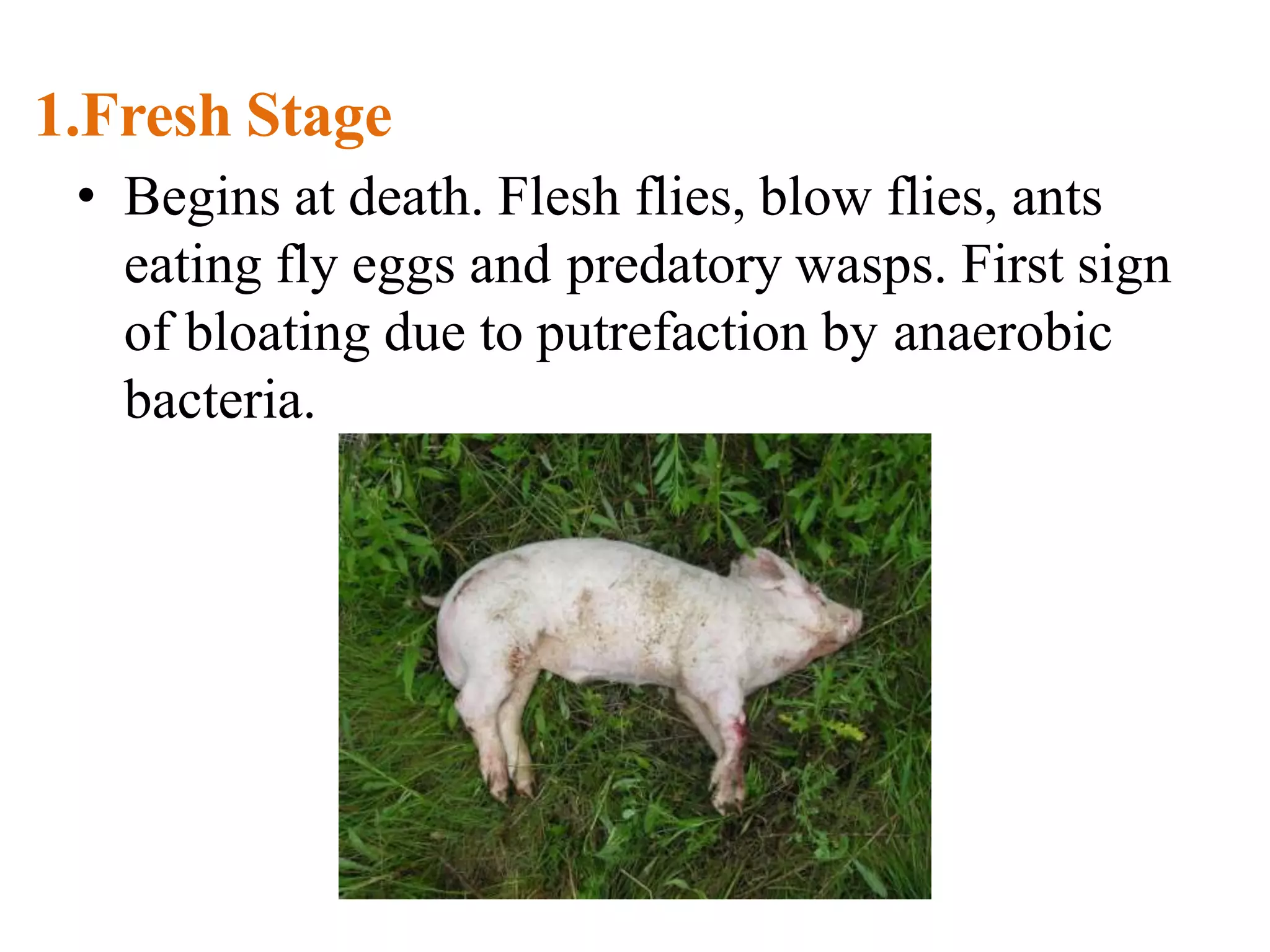 Forensic entomology | PPTX