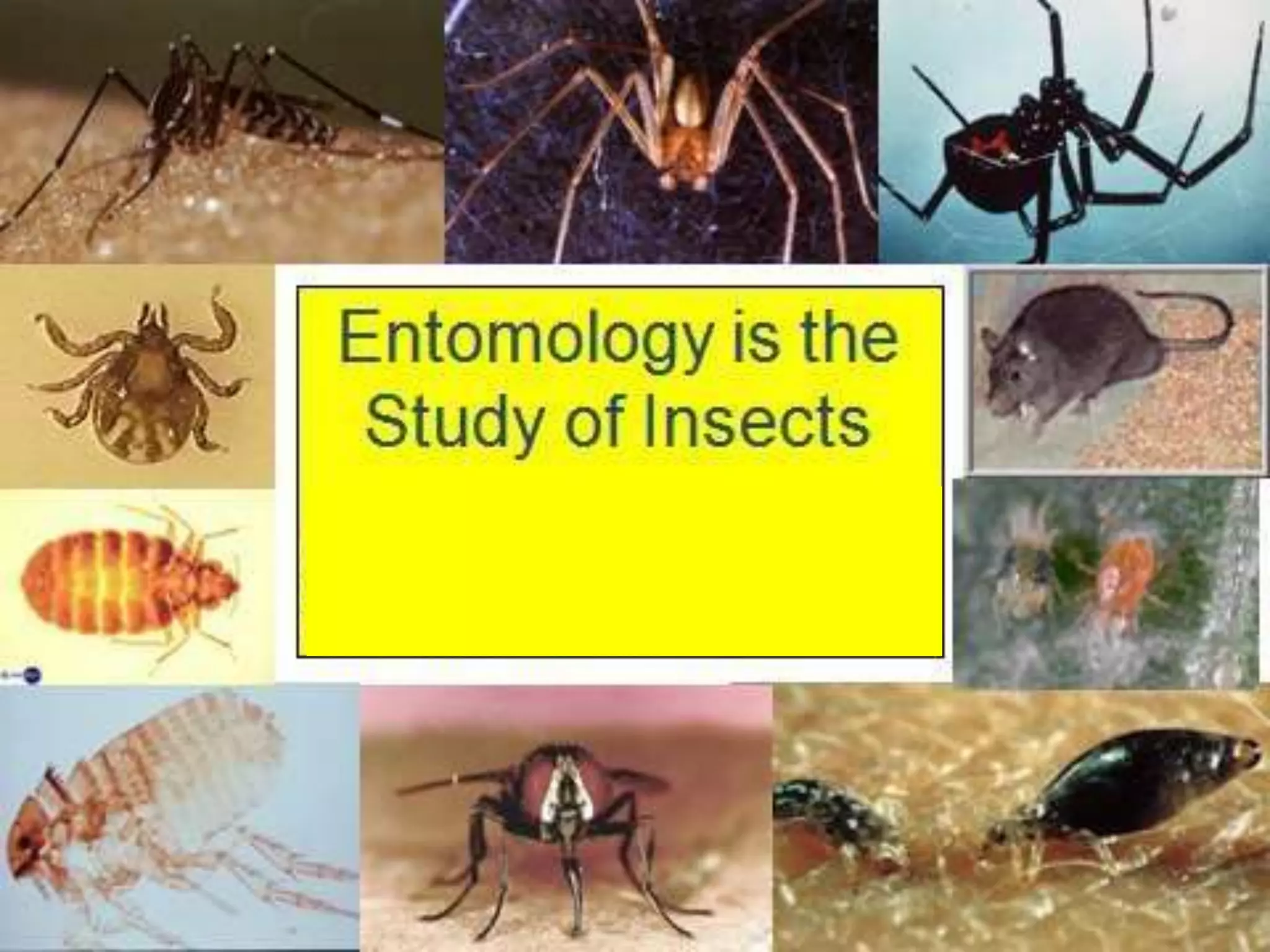 Forensic entomology | PPTX