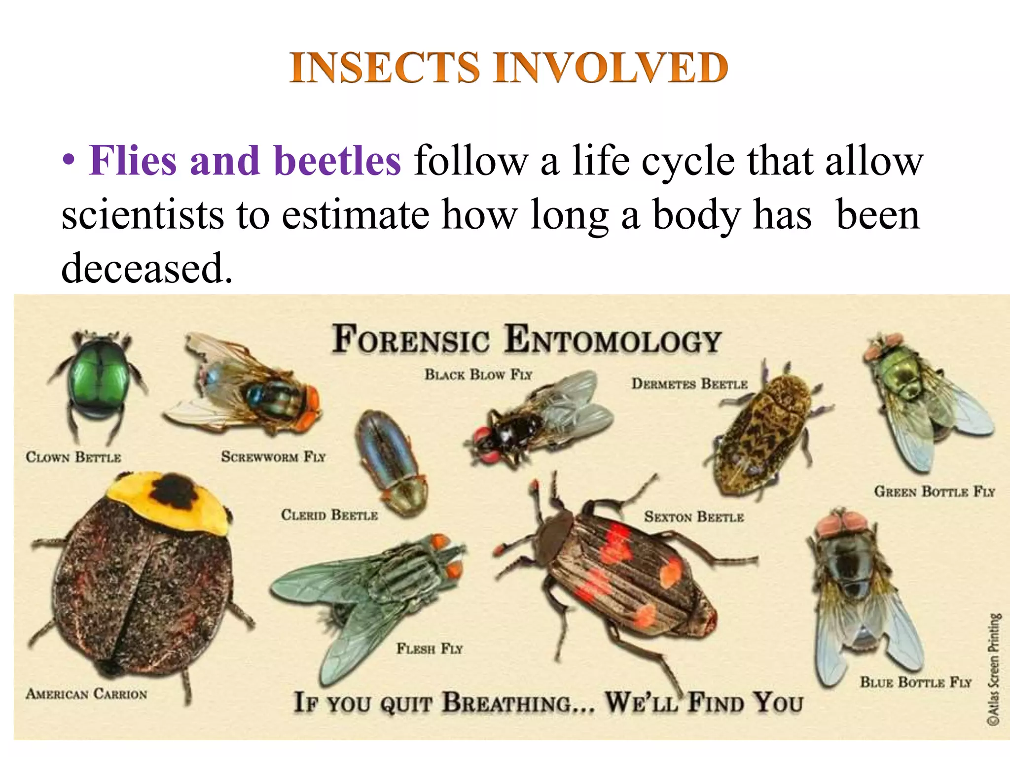Forensic entomology | PPTX