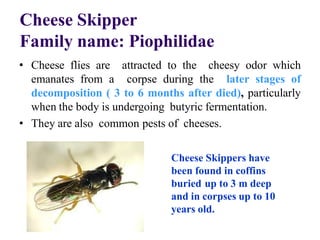 Forensic entomology | PPTX