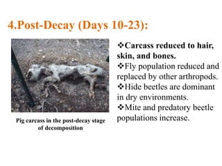 Forensic entomology | PPTX