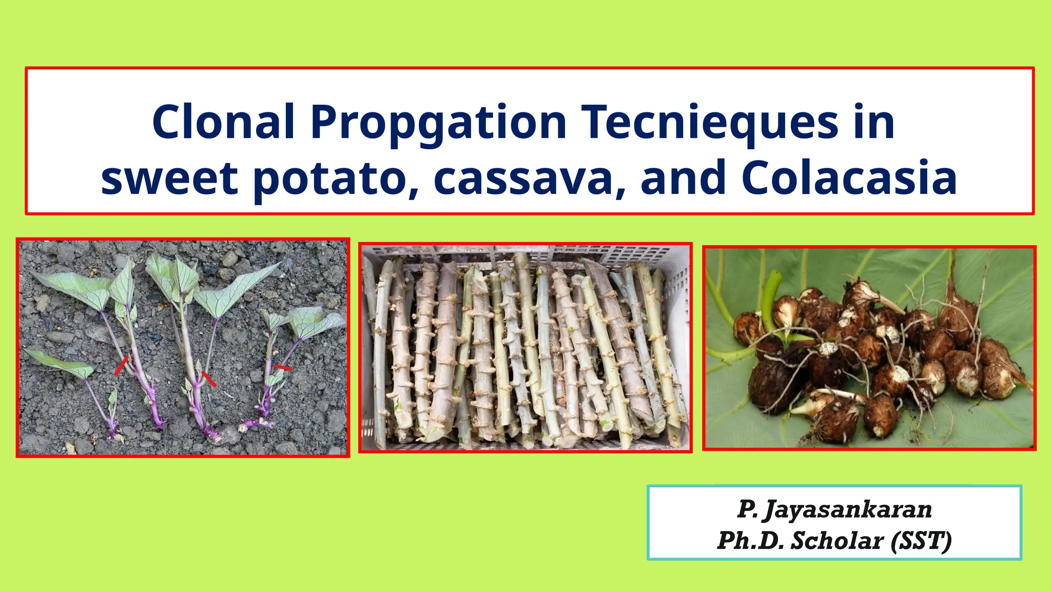 Clonal Propagation Techniques in Sweet potato, Cassava, and Colacasia ...