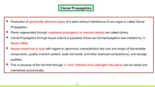 Clonal Propagation Techniques in Sweet potato, Cassava, and Colacasia ...