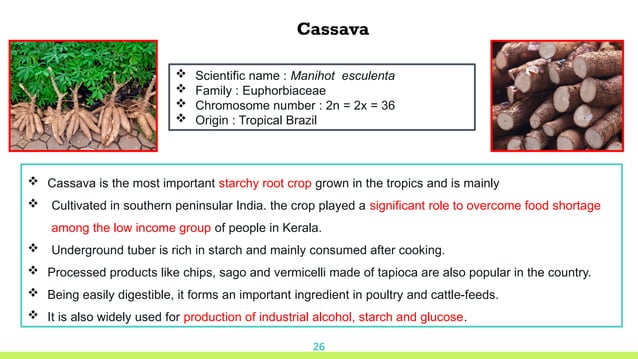 Clonal Propagation Techniques in Sweet potato, Cassava, and Colacasia ...