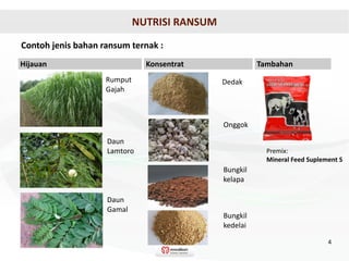 Kebutuhan Nutrisi Sapi sesuai dengan kondisi saat ini | PDF