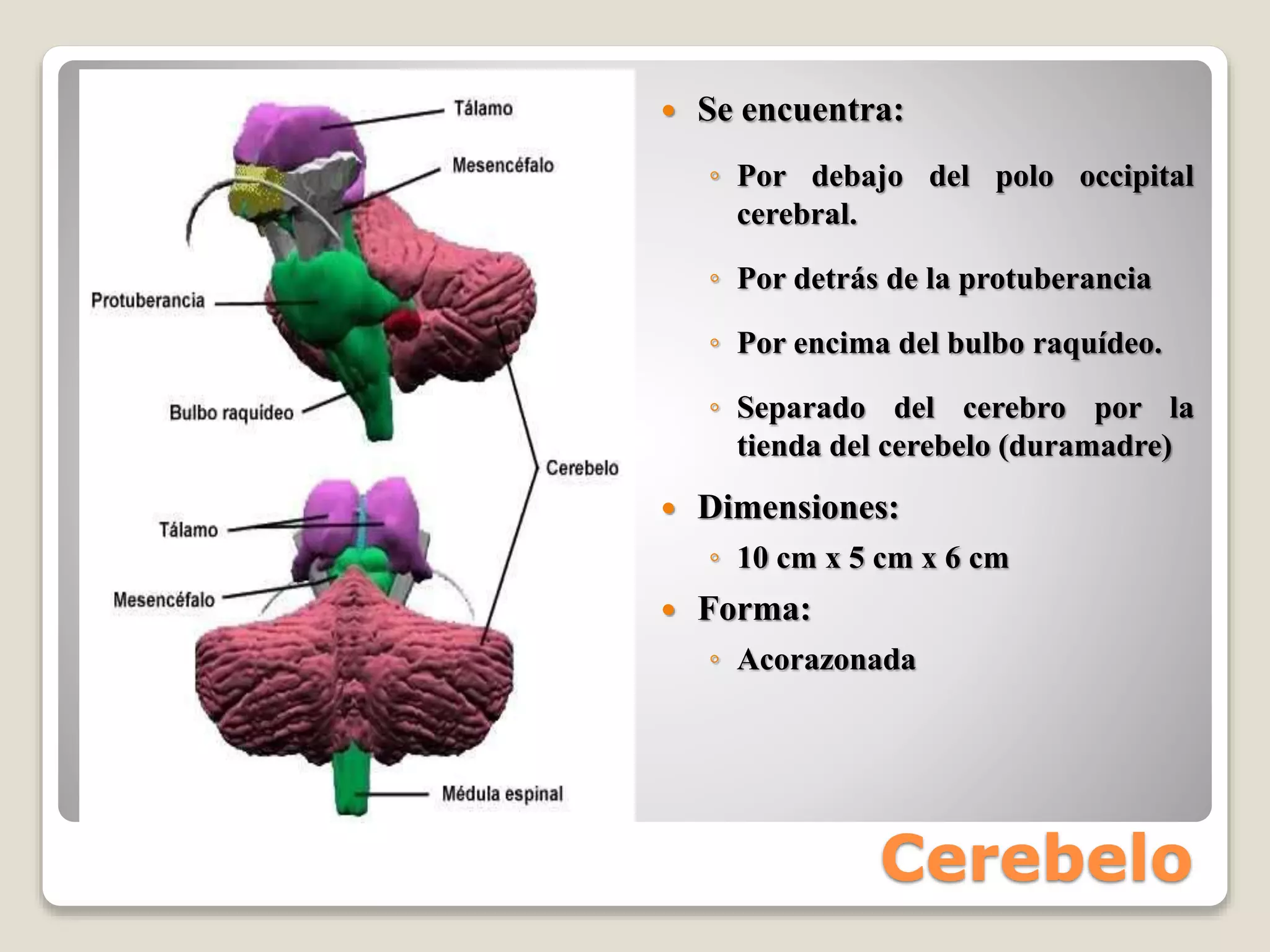 2020 cerebelo anatomia y fisiologia
