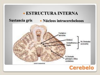 2020 cerebelo anatomia y fisiologia | PPT