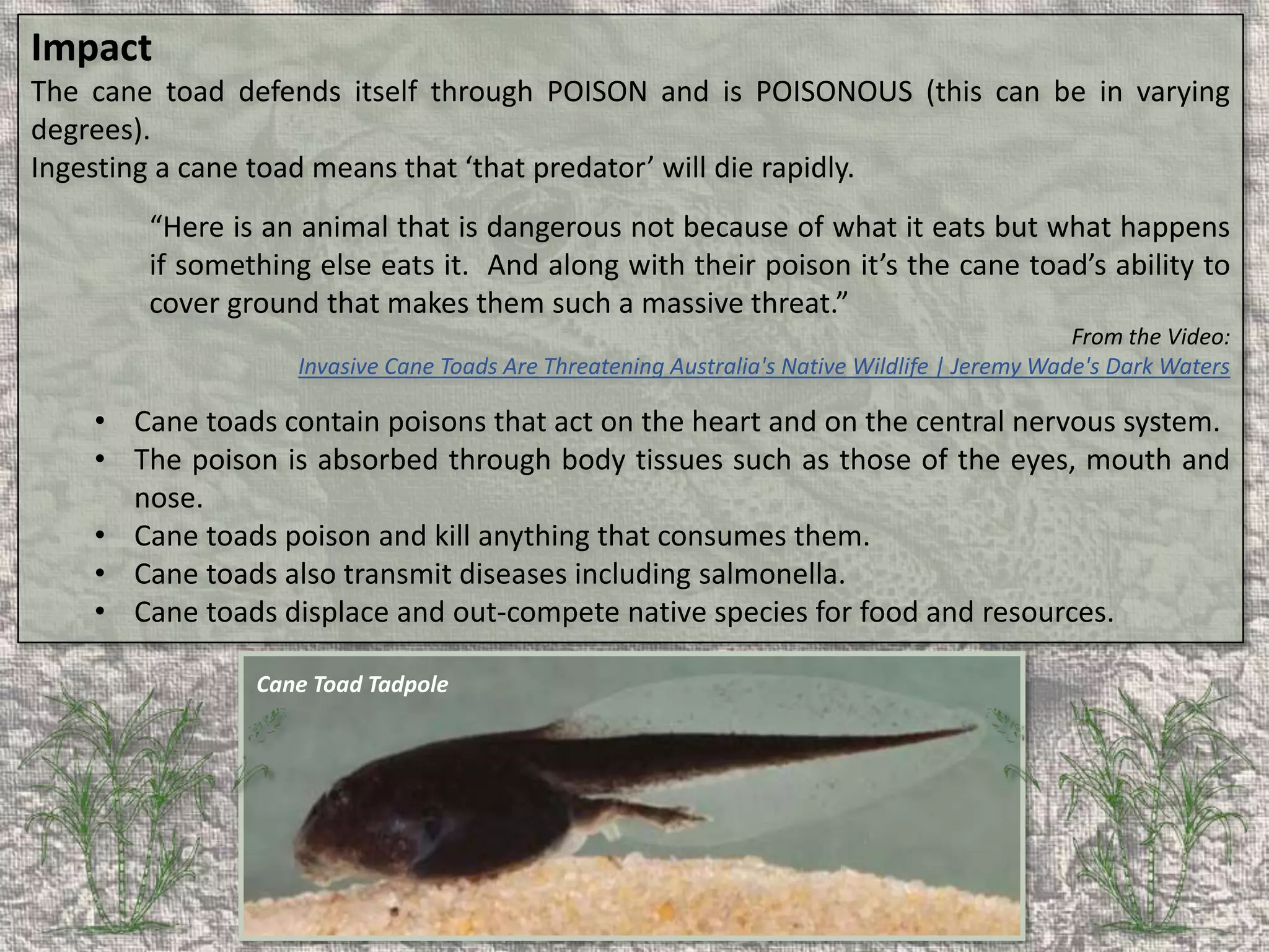 The Cane Toad: Saviour or Menace? | PPTX
