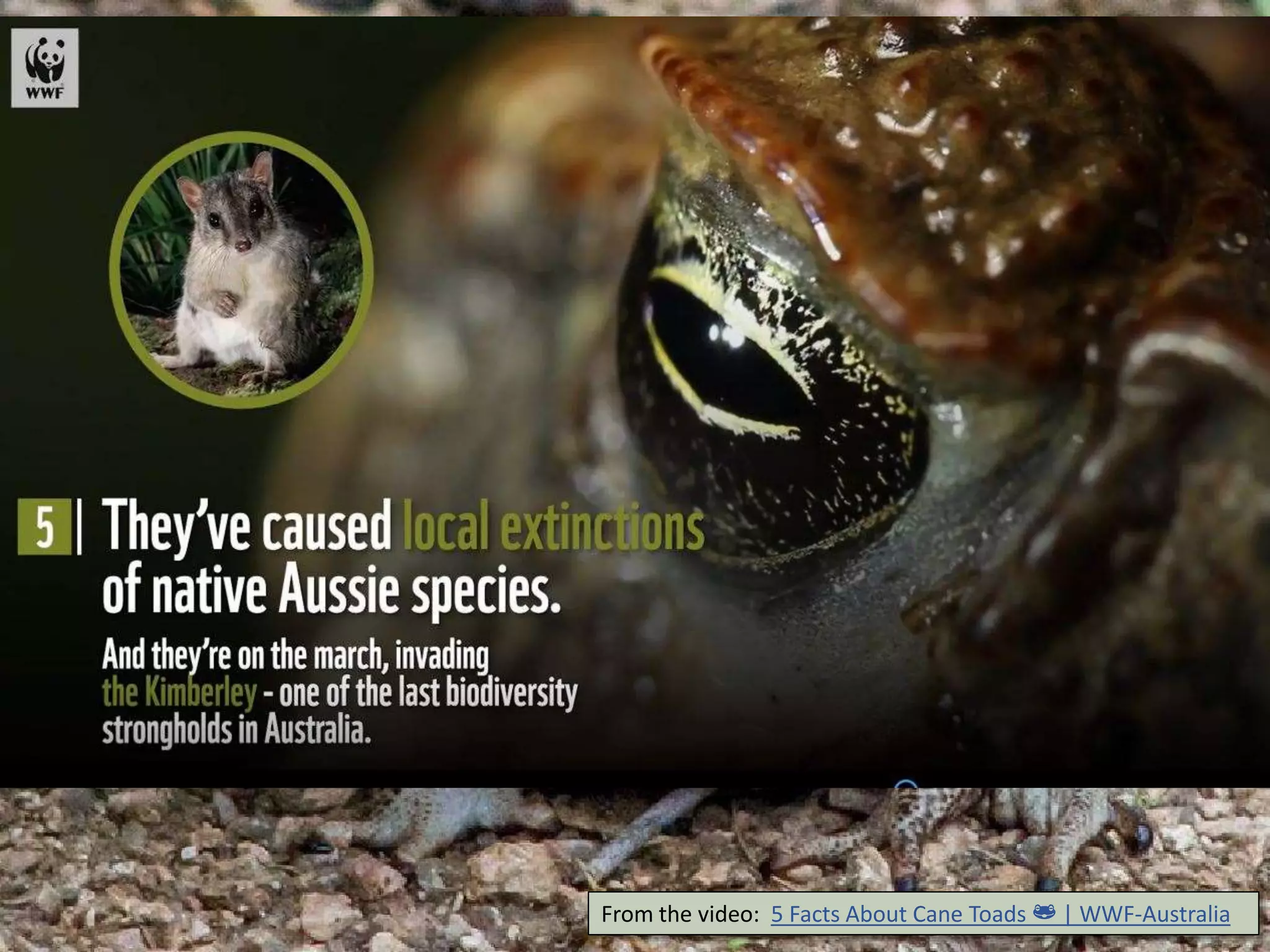 The Cane Toad: Saviour or Menace? | PPTX