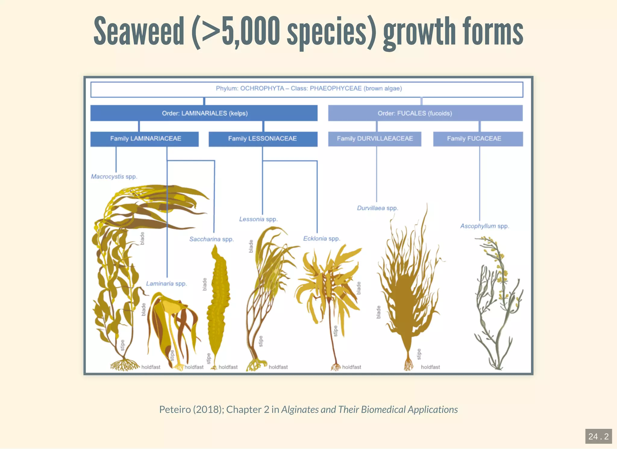Climate change impact on macroalgae | PDF