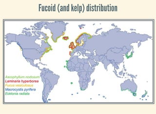 Climate change impact on macroalgae | PDF