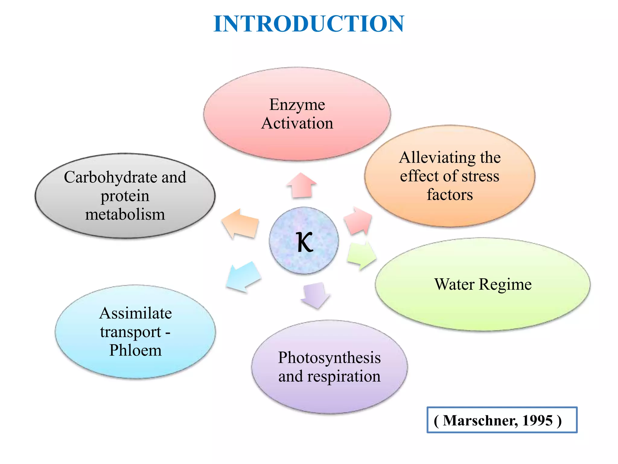 Physiology of potassium in crop production | PPT