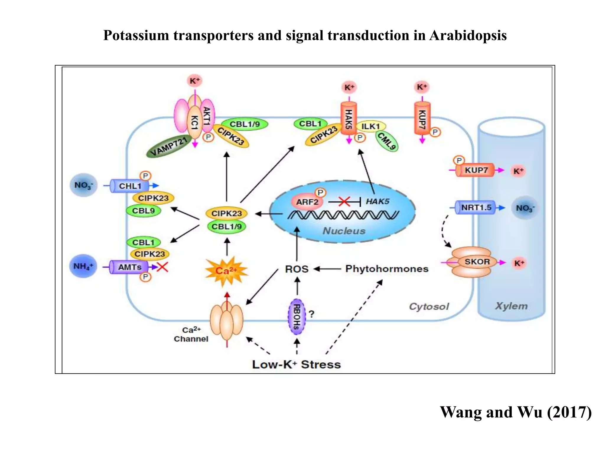 Physiology of potassium in crop production | PPT