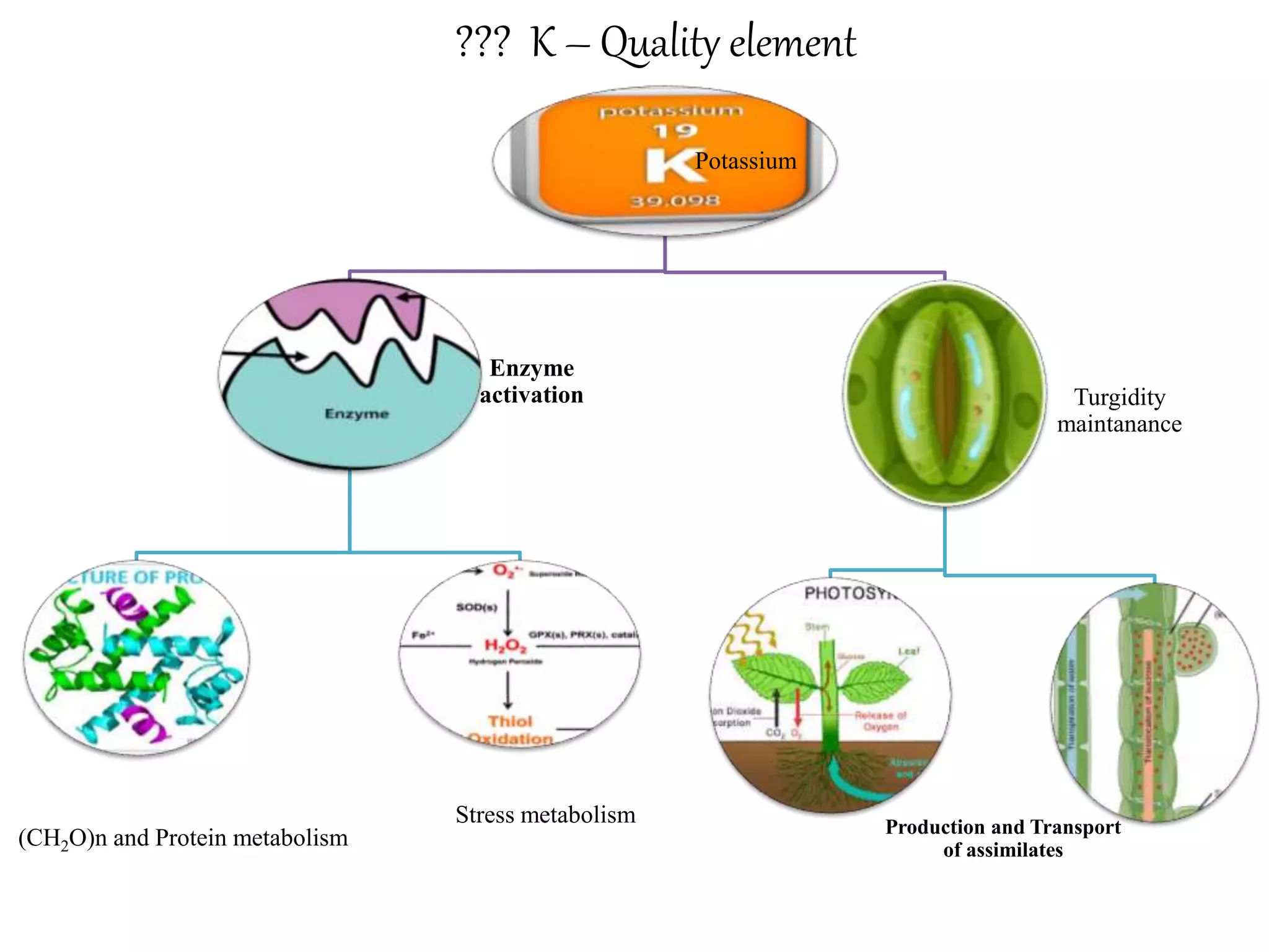 Physiology of potassium in crop production | PPT