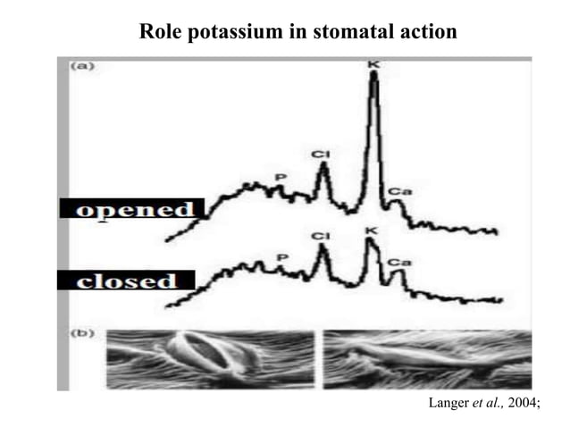 Physiology of potassium in crop production | PPT