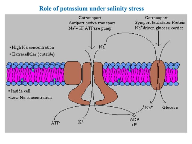 Physiology of potassium in crop production | PPT