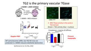 Vascular Aging – New Lessons From a Novel "Knock-In" Mouse Model | PPTX