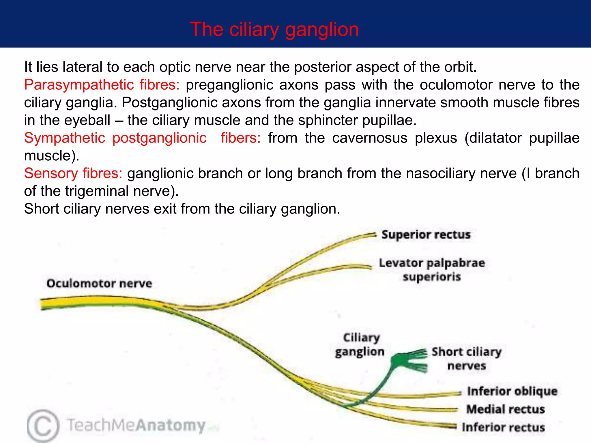 The parasympathetic nervous system | PPT