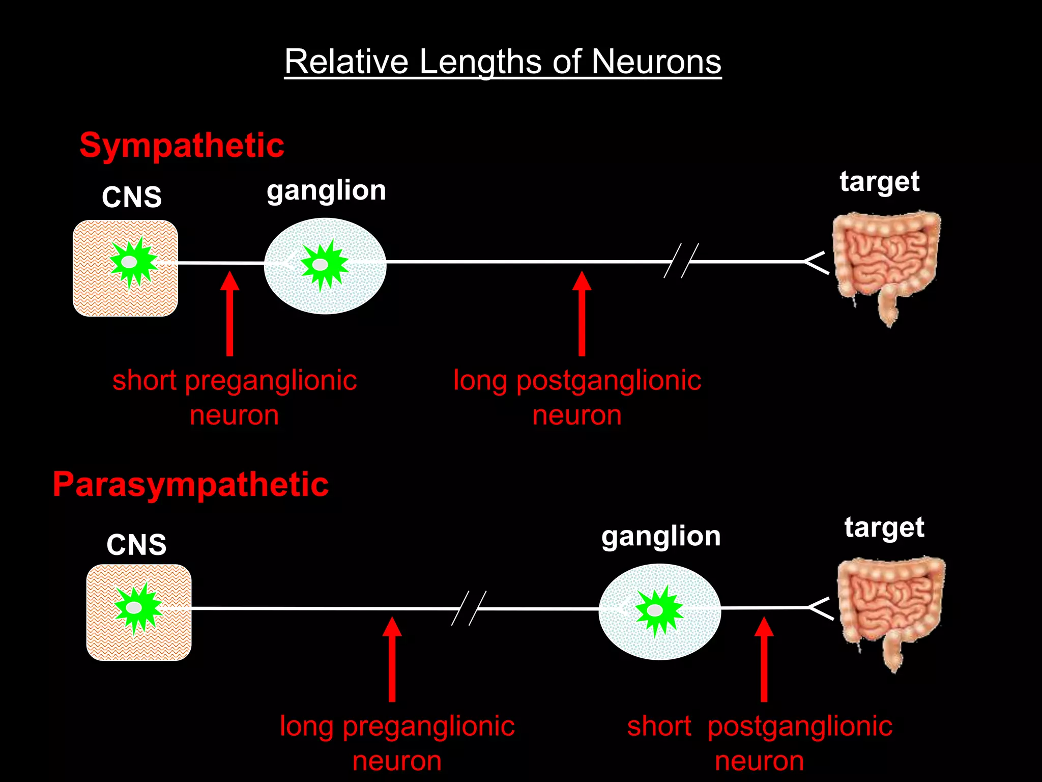 The parasympathetic nervous system | PPT
