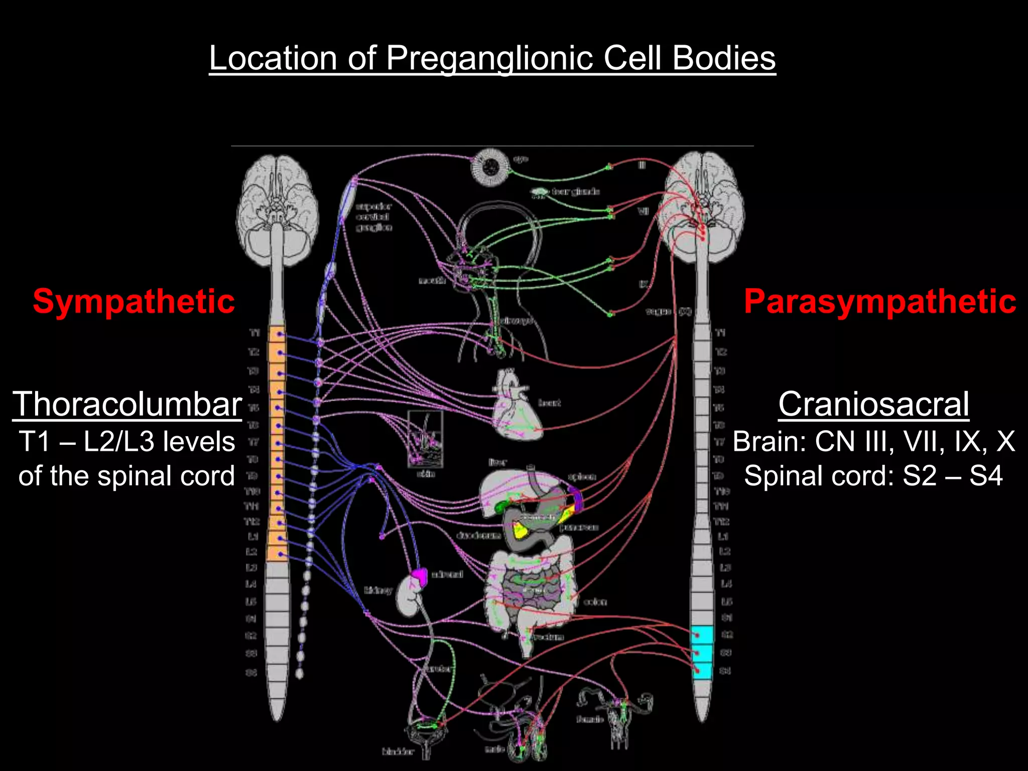 The parasympathetic nervous system | PPT