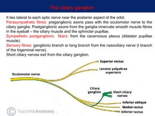 The parasympathetic nervous system | PPT