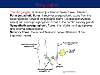 The parasympathetic nervous system | PPT