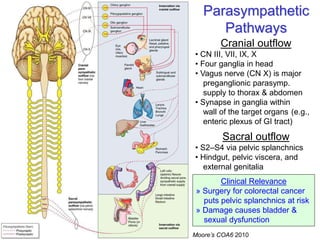 The parasympathetic nervous system | PPT