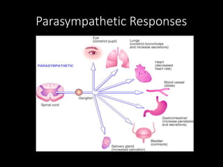 The parasympathetic nervous system | PPT