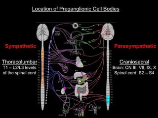 The parasympathetic nervous system | PPT