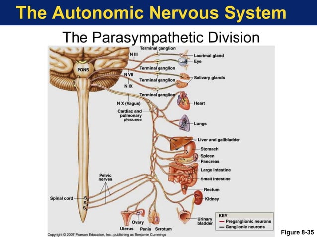 The parasympathetic nervous system | PPT
