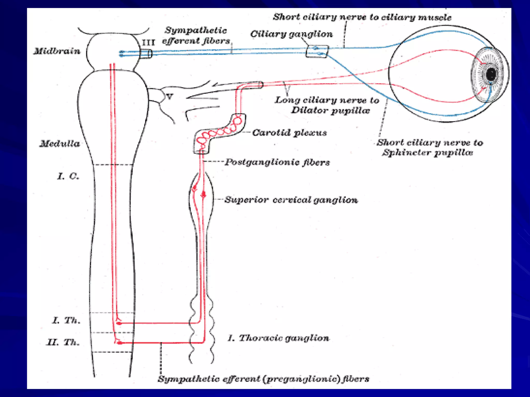 The Sympathetic Nervous System | PPT