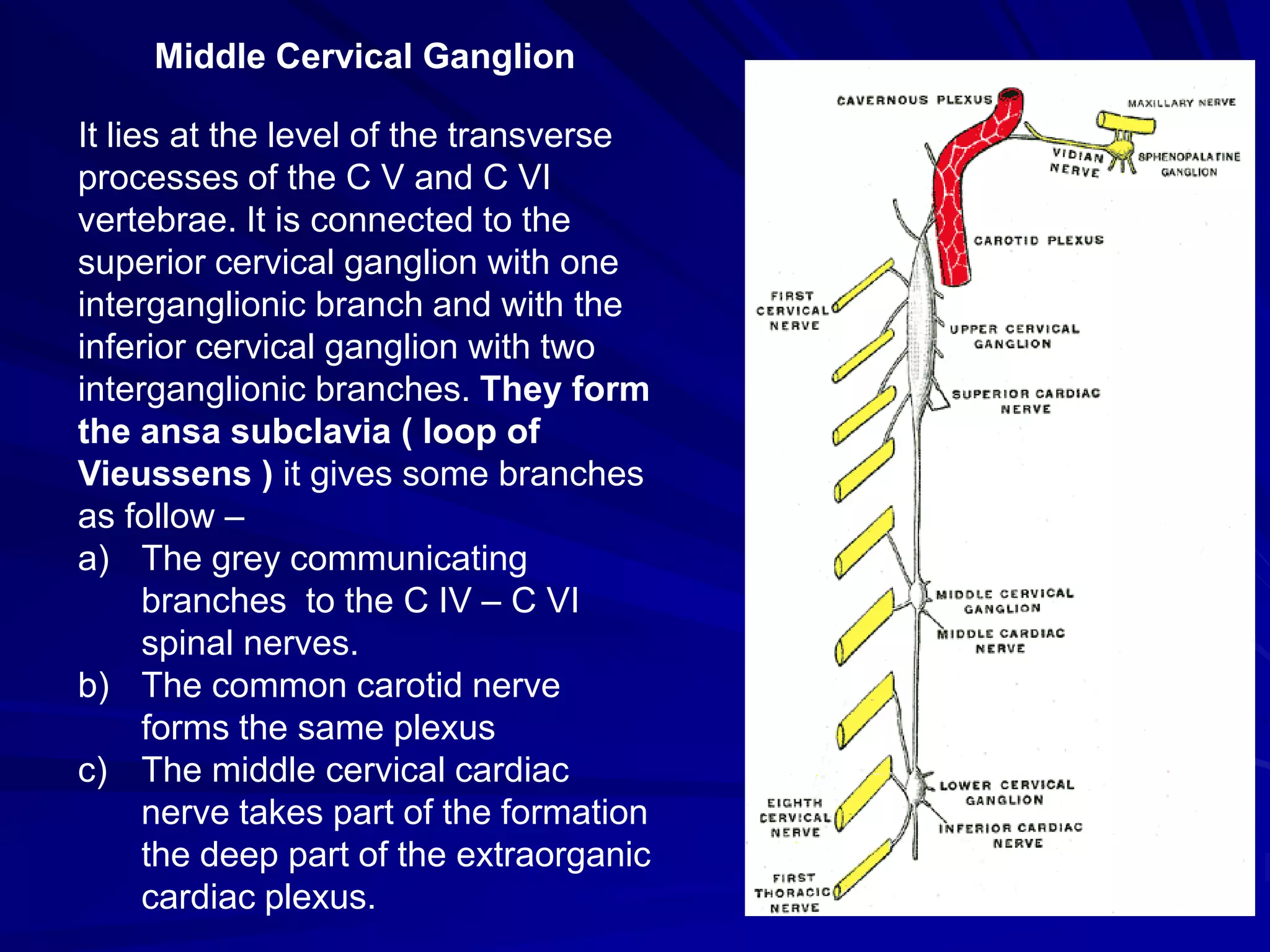 The Sympathetic Nervous System | PPT