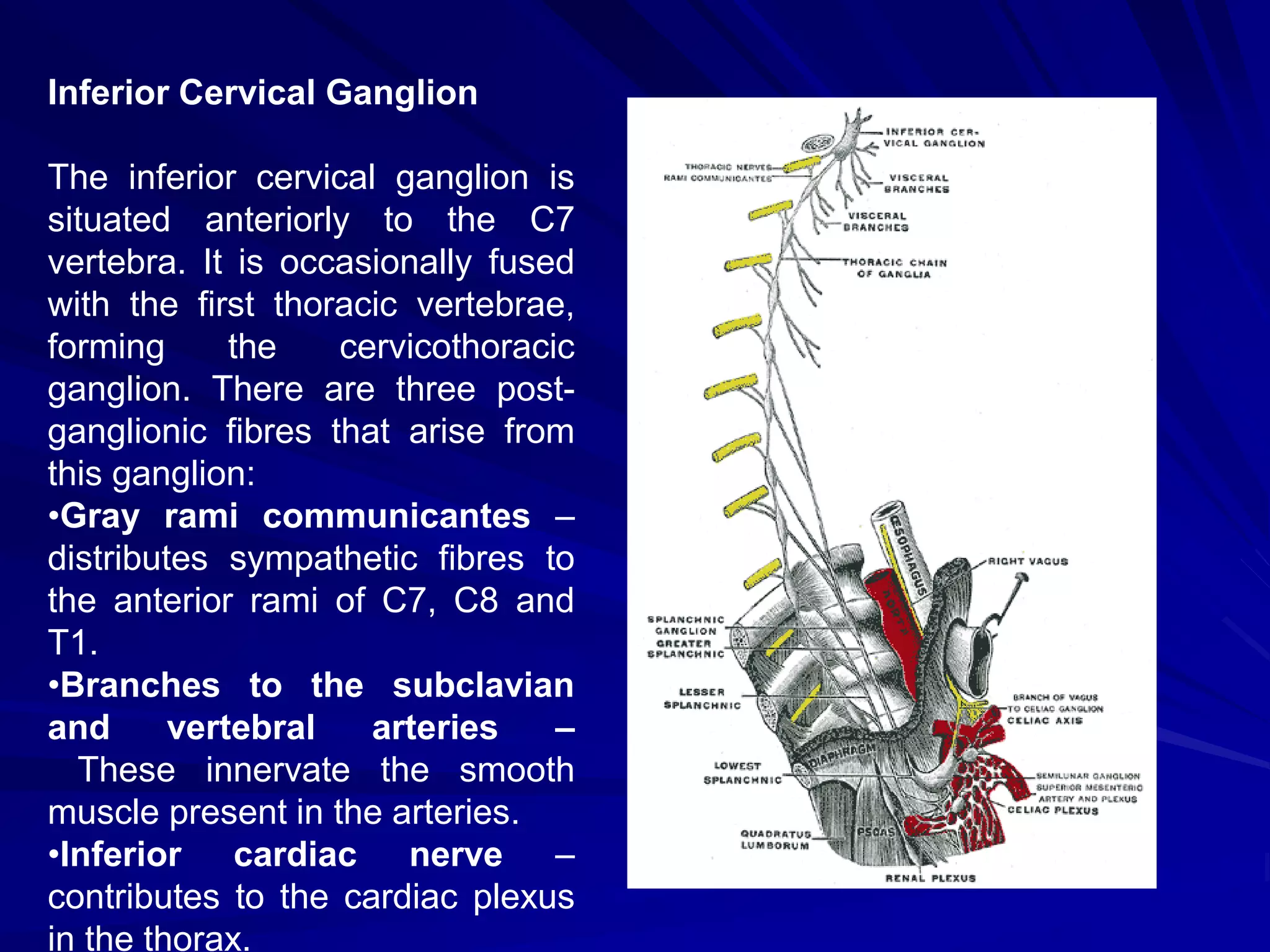 The Sympathetic Nervous System | PPT