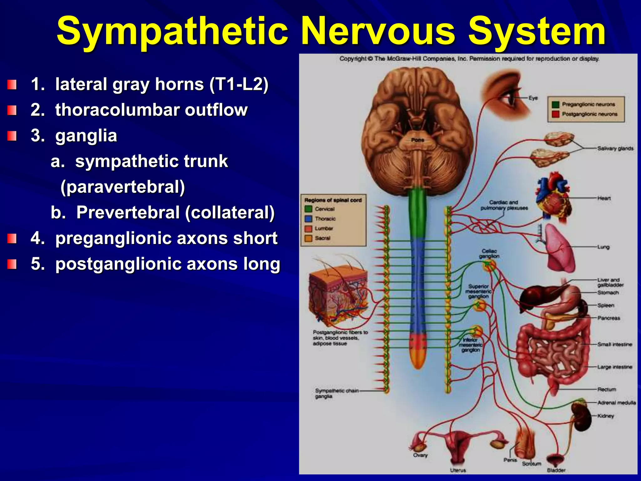 The Sympathetic Nervous System | PPT