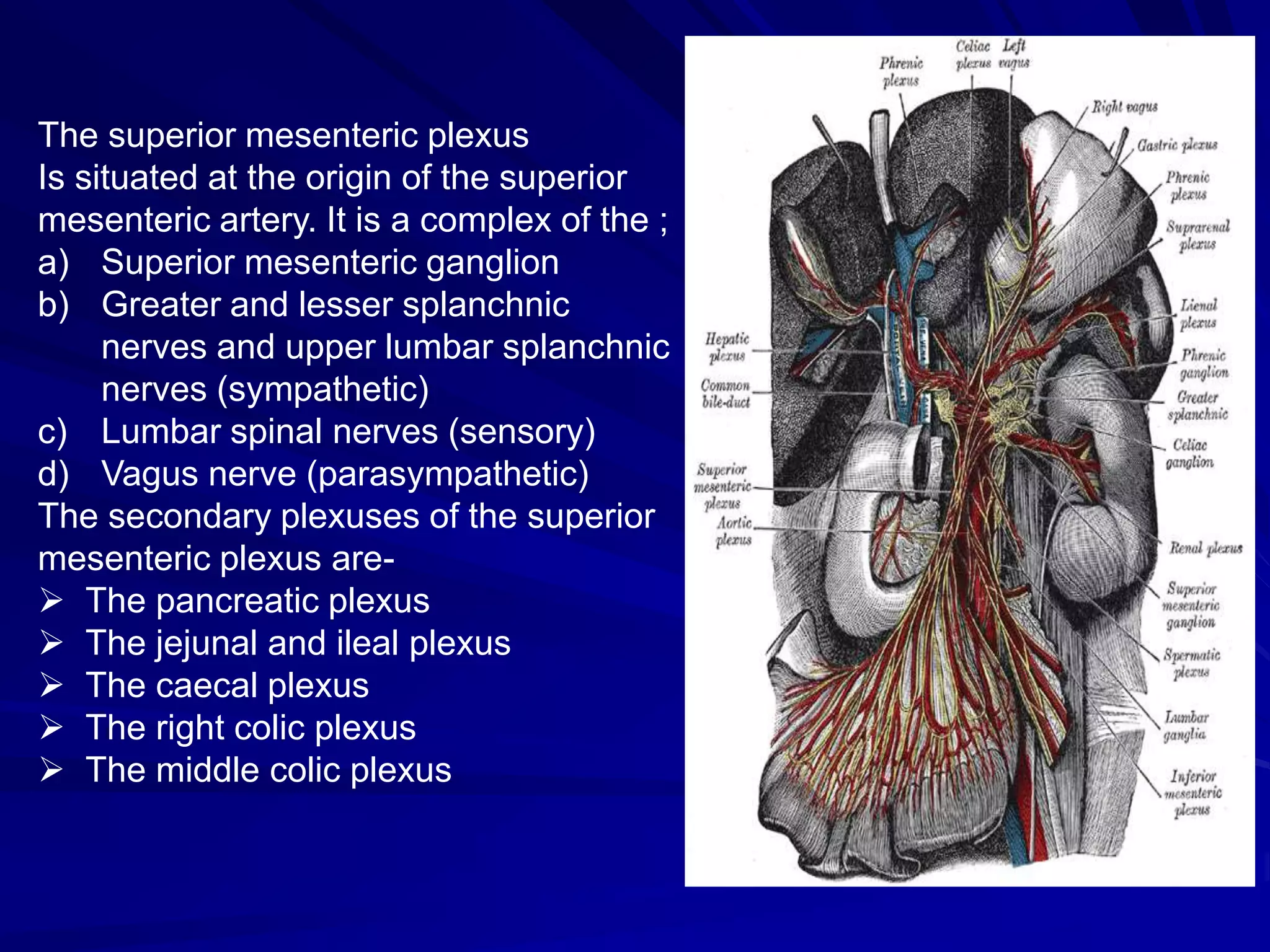 The Sympathetic Nervous System | PPT