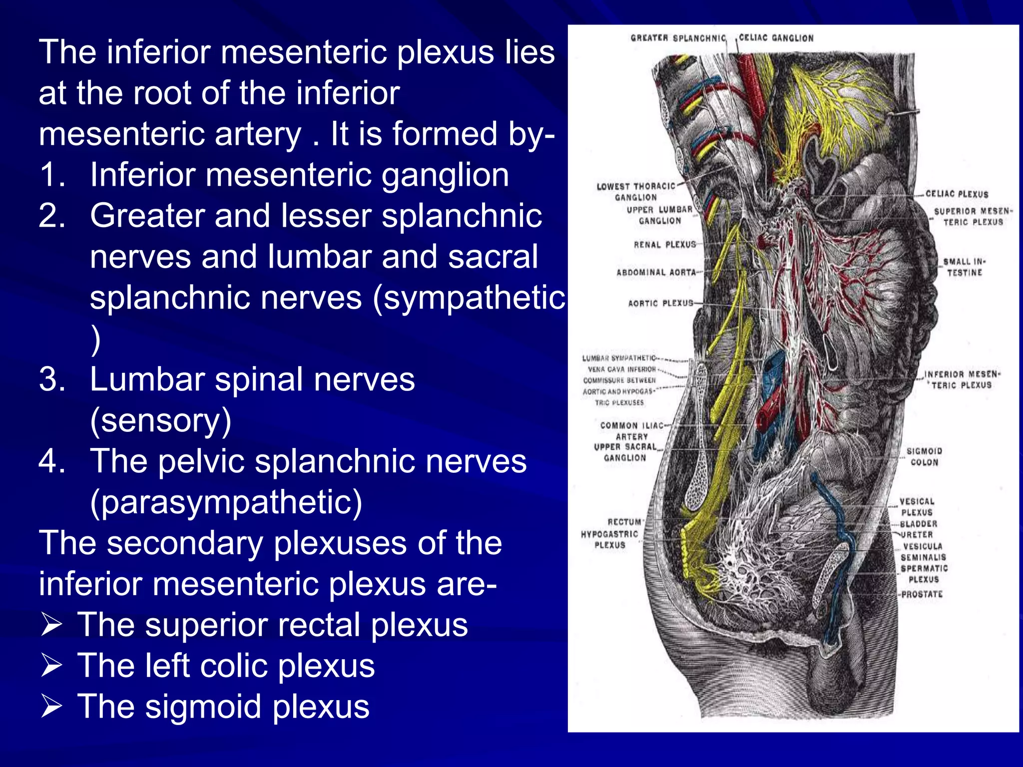 The Sympathetic Nervous System | PPT