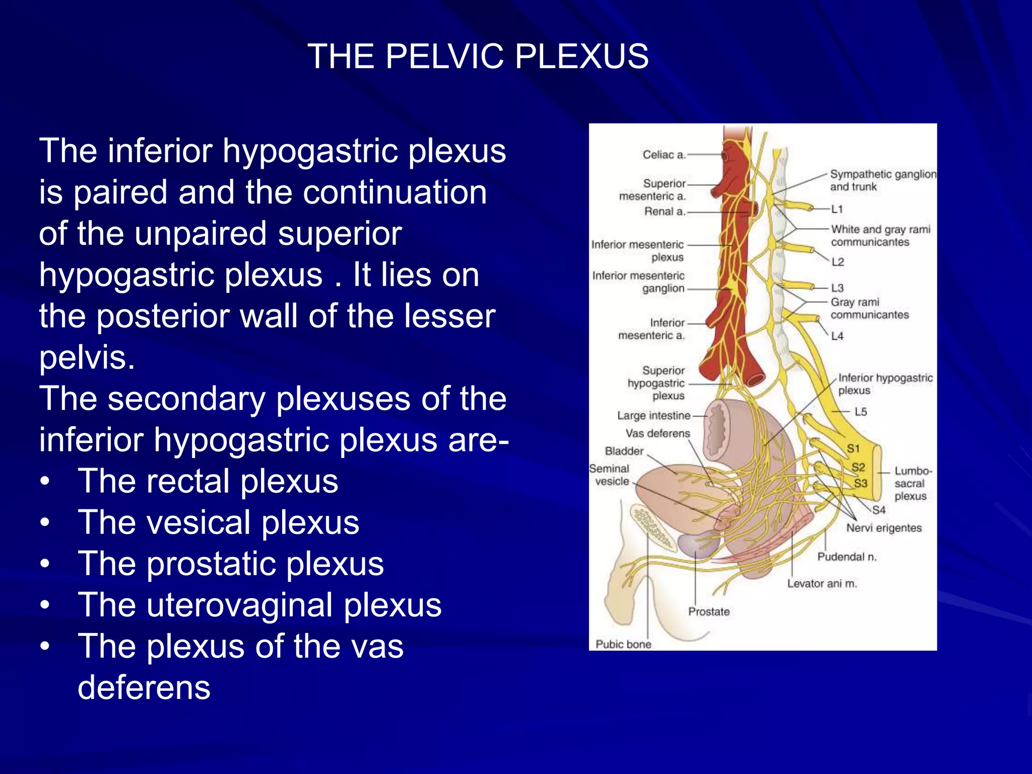 The Sympathetic Nervous System | PPT