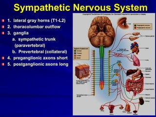 The Sympathetic Nervous System | PPT