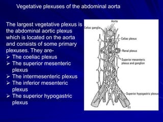 The Sympathetic Nervous System | PPT