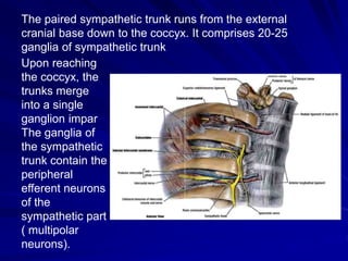 The Sympathetic Nervous System | PPT