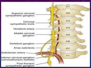 The Sympathetic Nervous System | PPT