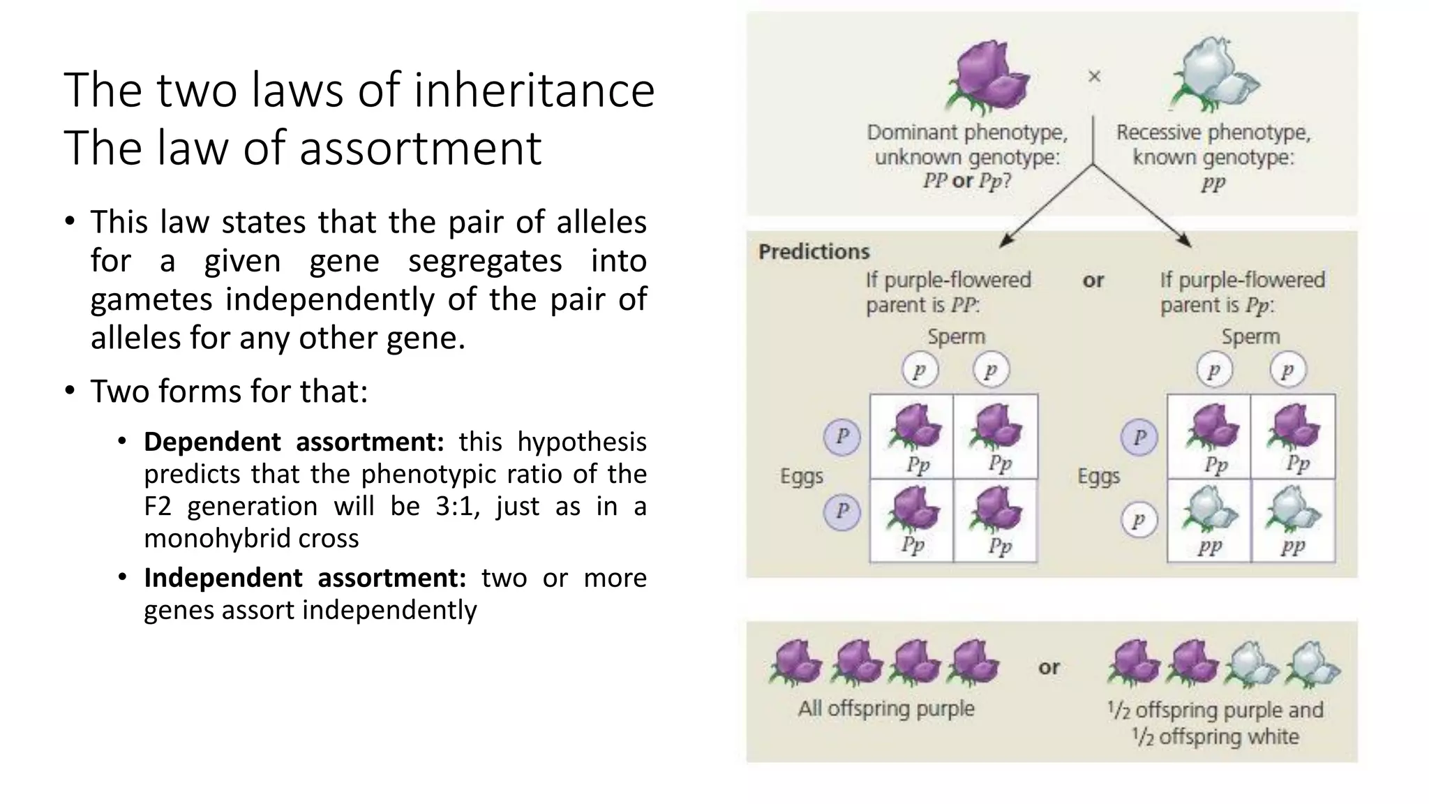 13 - Mendel and the Gene Idea | PPT