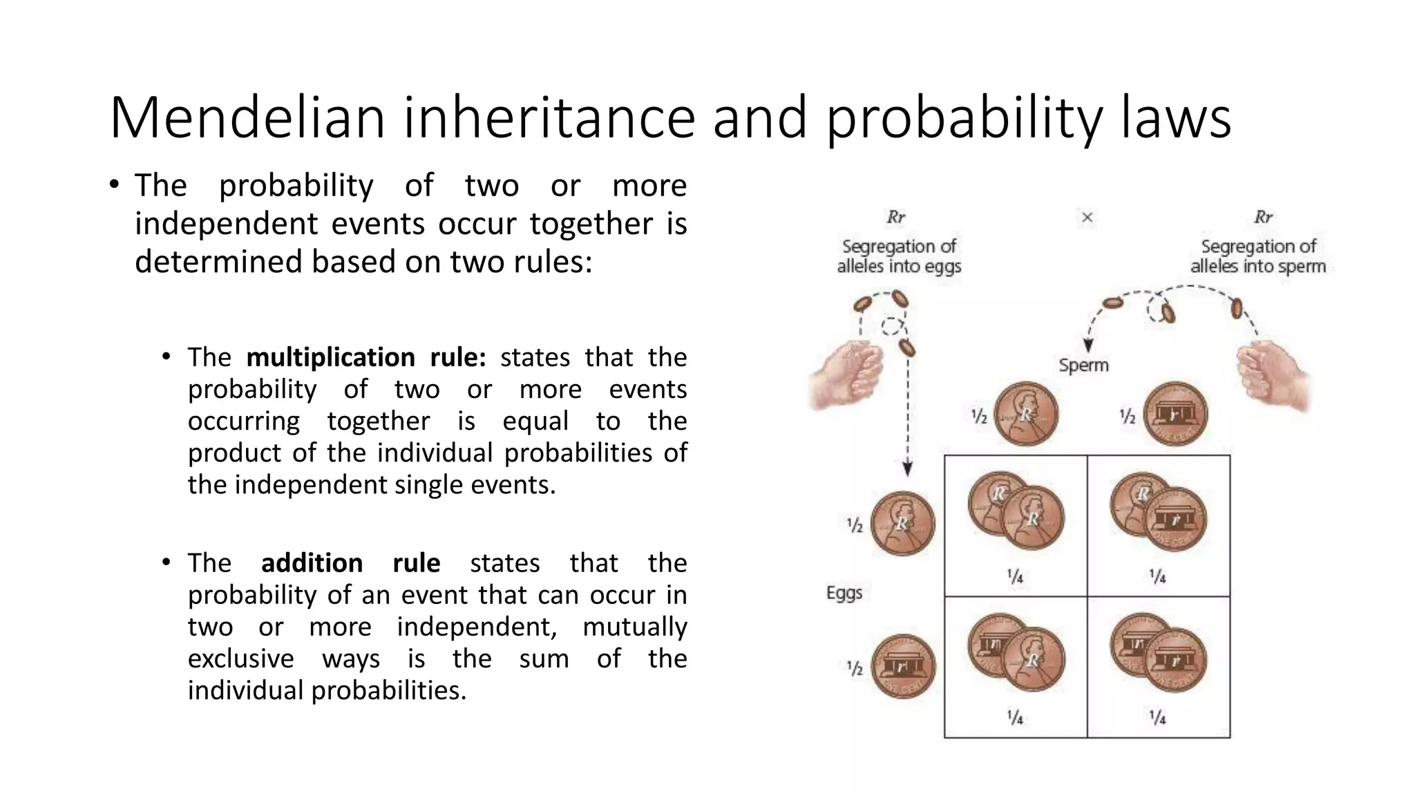 13 - Mendel and the Gene Idea | PPT