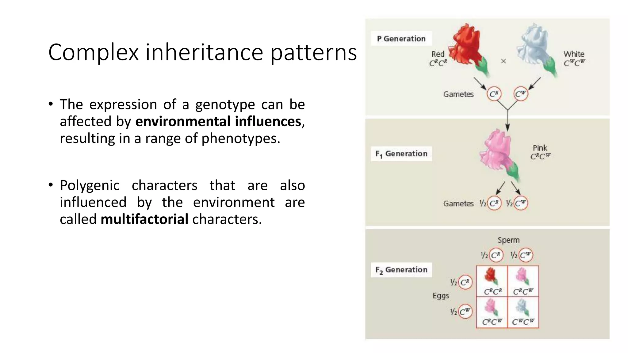 13 - Mendel and the Gene Idea | PPT
