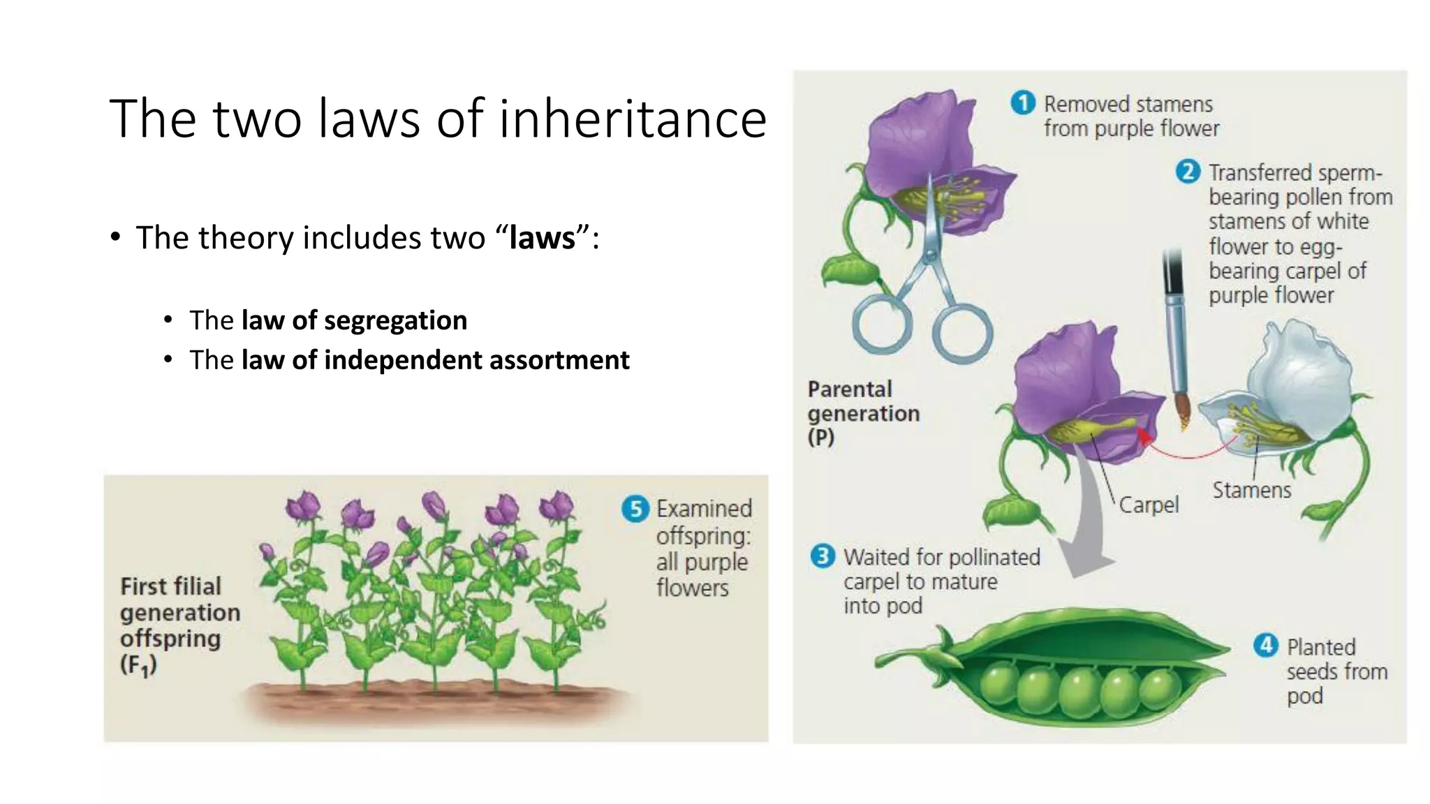 13 - Mendel and the Gene Idea | PPT